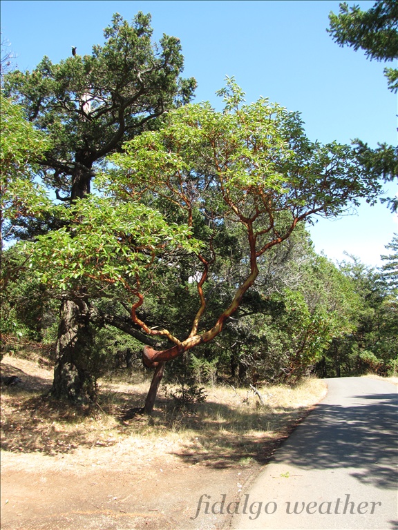 Juniperus maritima